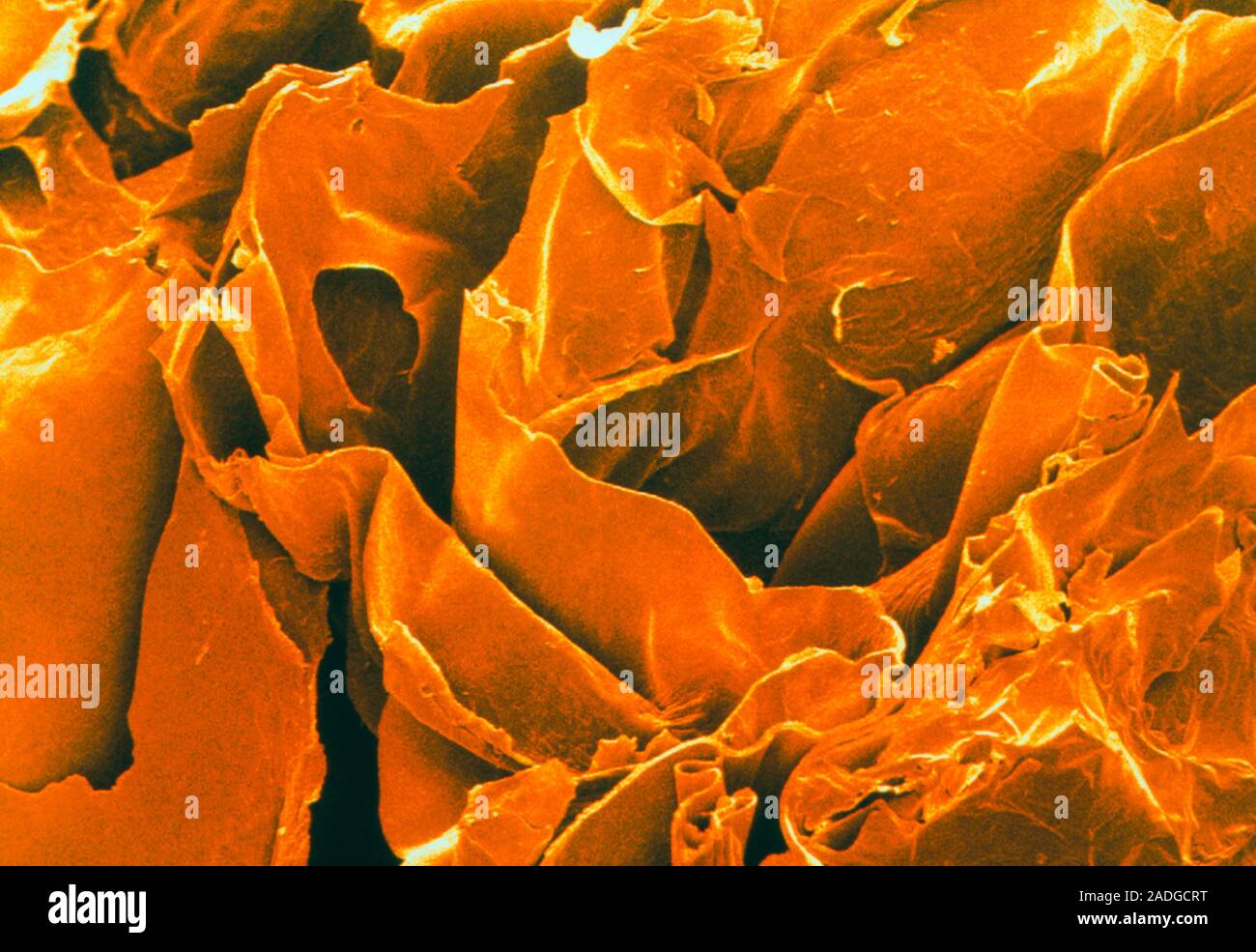 Puffed wheat. Coloured scanning electron micrograph of Puffed Wheat ...