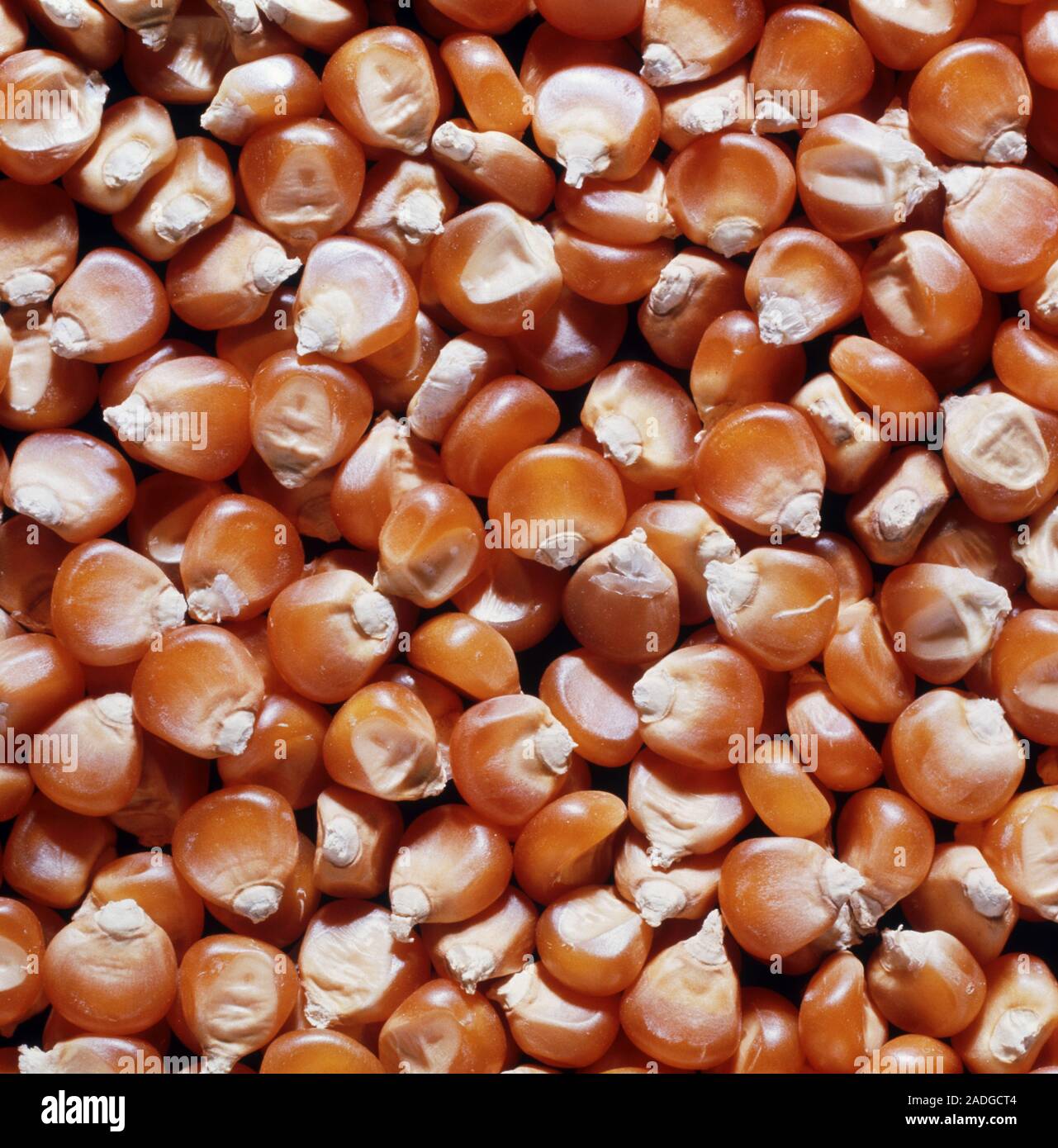 Maize kernels. Close-up of numerous kernels (grains) of the maize plant ...