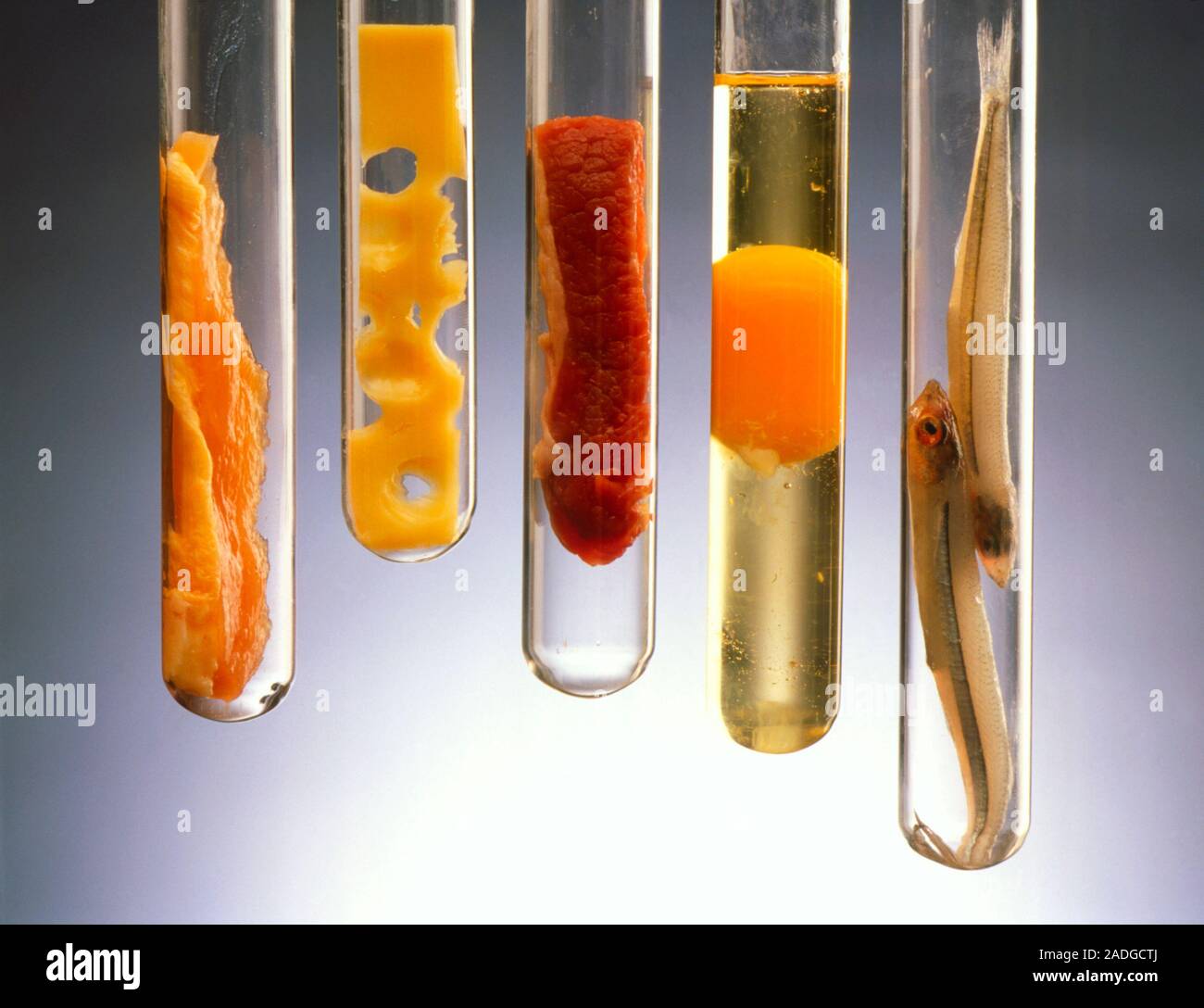 Fat-rich foods. Selection of fat-rich foods presented in test tubes to ...