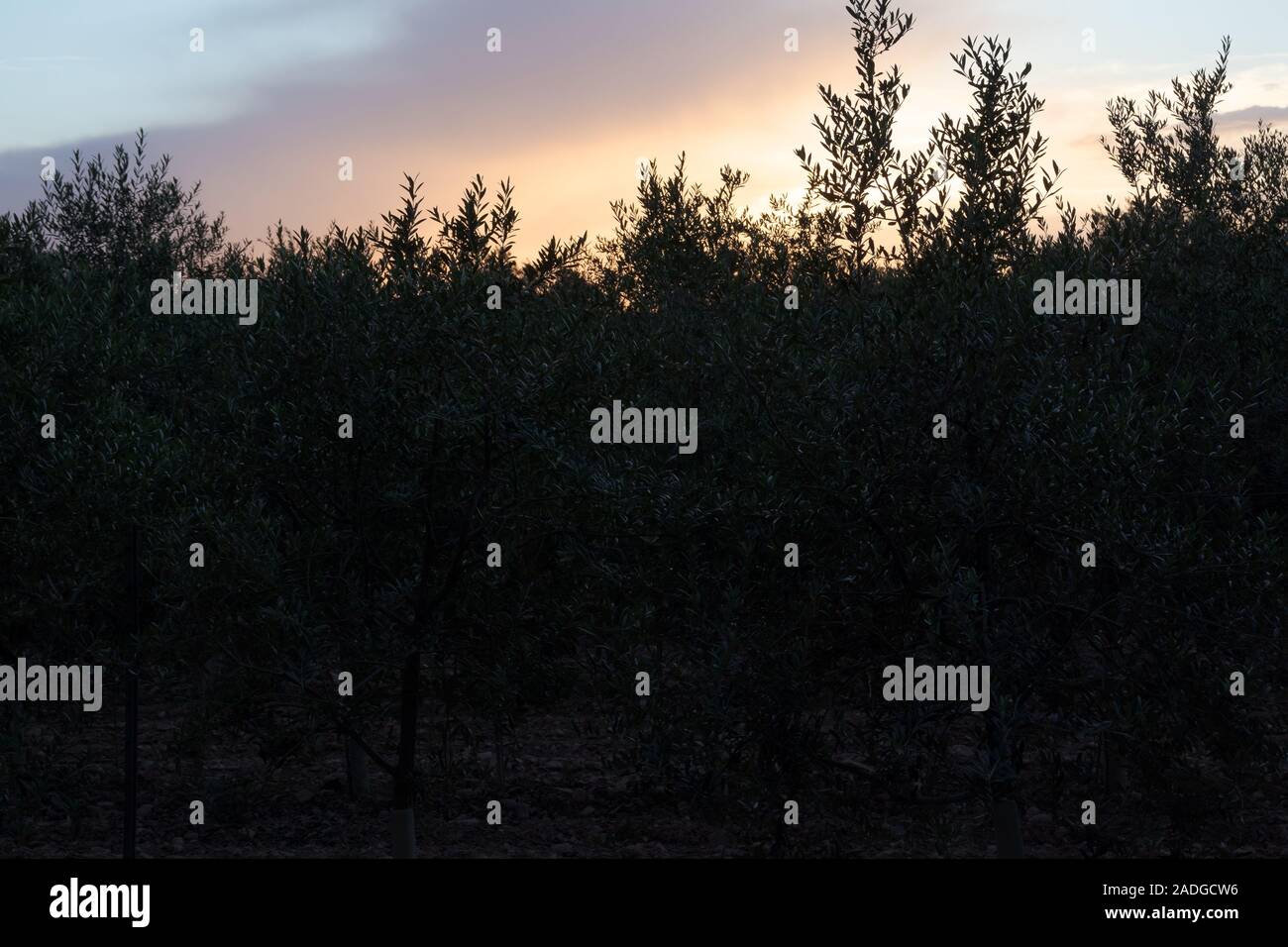 Olive trees field hi-res stock photography and images - Alamy