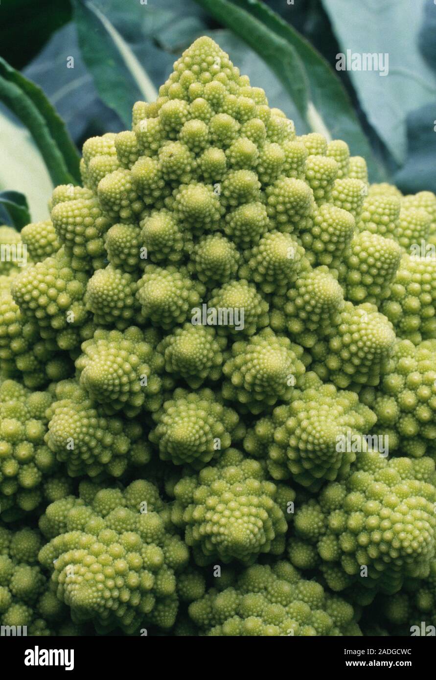 Romanesco broccoli florets. Close-up of florets of Romanesco broccoli (Brassica sp.) showing ...