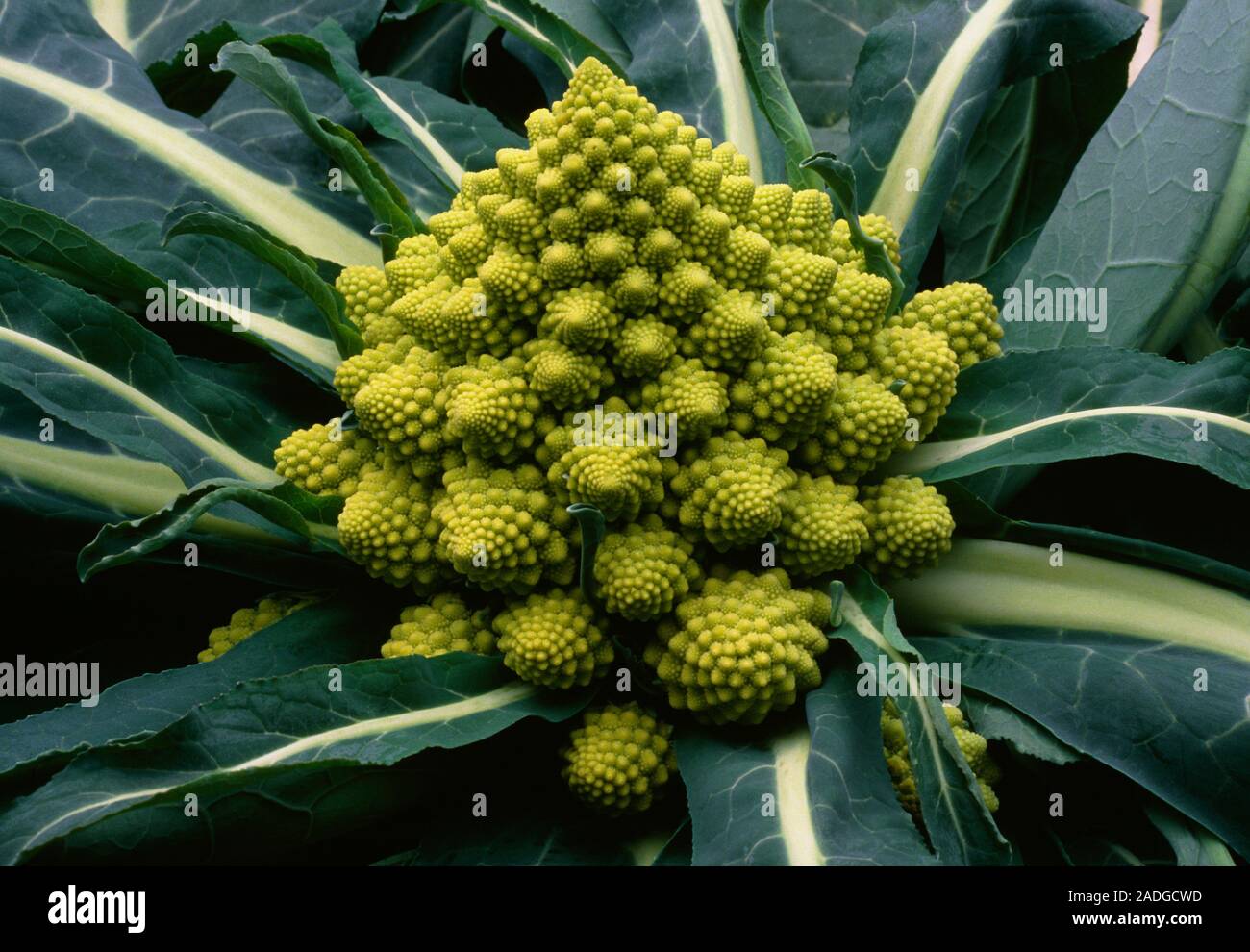 Romanesco broccoli florets. Close-up of florets of Romanesco broccoli ...