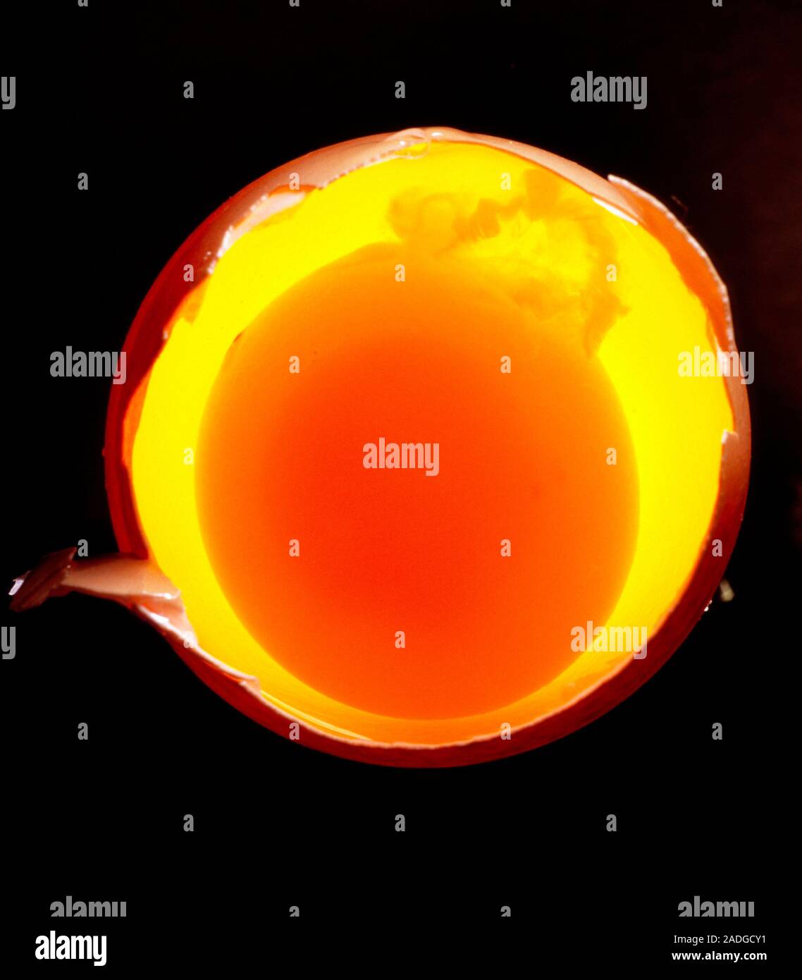 Chicken egg. View of the inside of a chicken egg. Inside the shell is ...