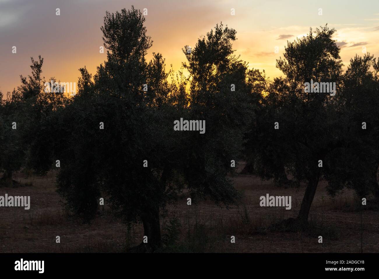 olive trees at sunset in the country Stock Photo - Alamy