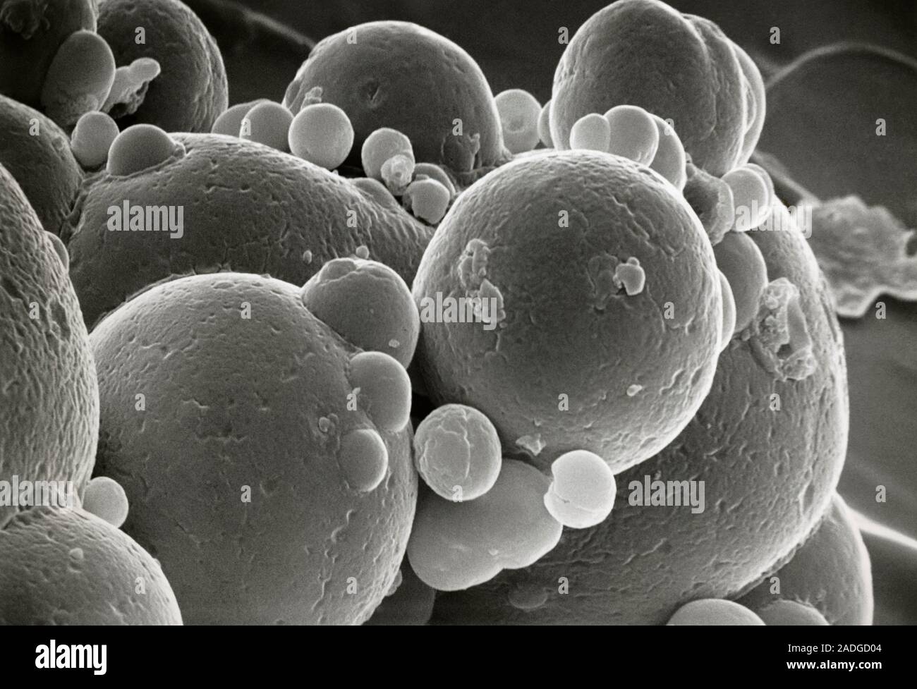 Milk powder. Scanning electron micrograph (SEM) of full fat milk powder ...