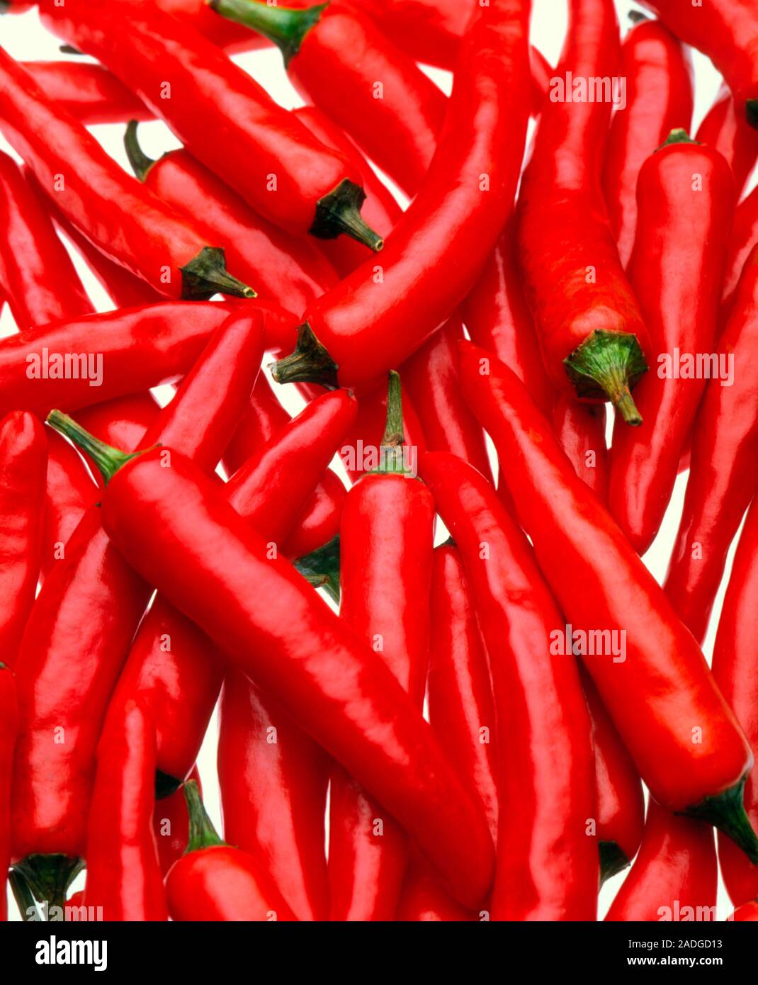Chilli peppers. View of red chilli peppers (Capsicum sp.). They gains ...