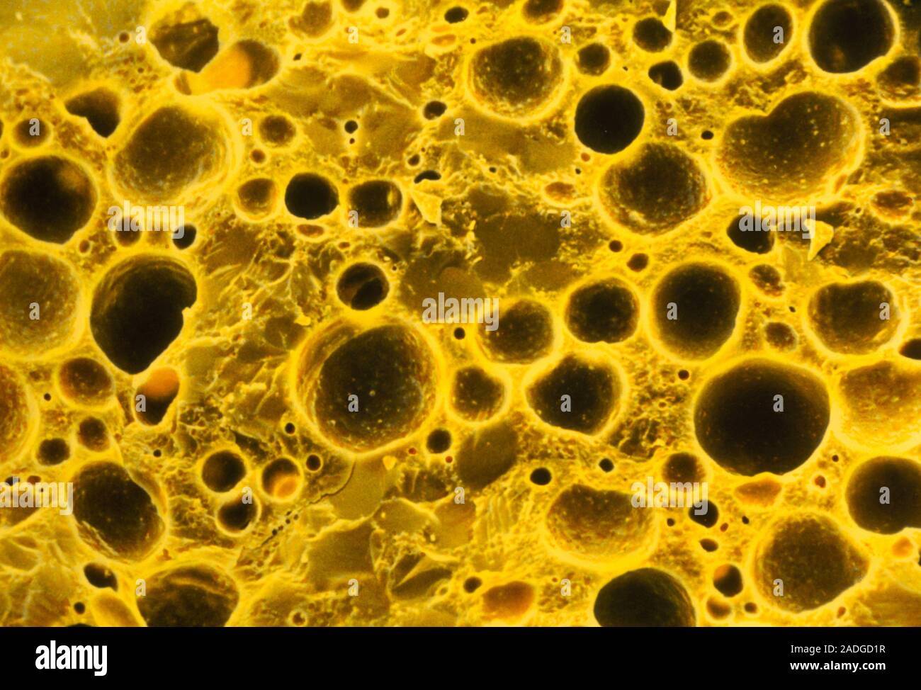 Ice cream. Scanning electron micrograph (SEM) of vanilla ice cream. Ice ...