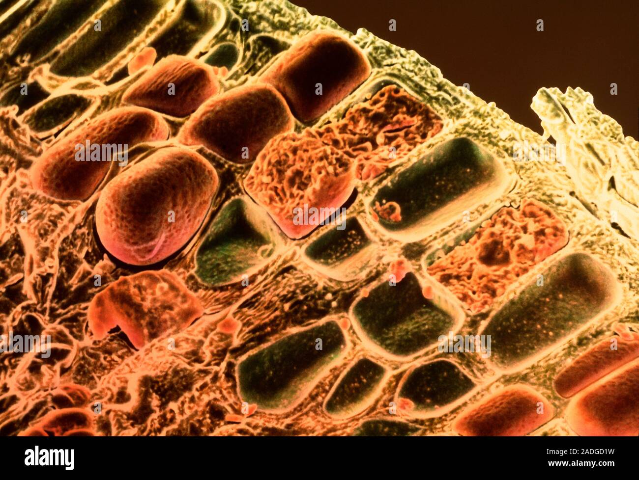 Barley grain. Coloured scanning electron micro- graph (SEM) of a ...