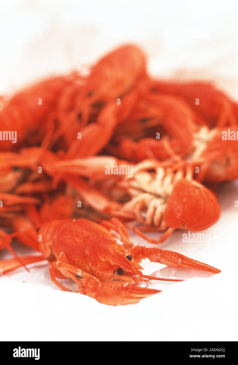 Crayfish. Crayfish (Cherax sp.). These crayfish (or yabbies) are native ...