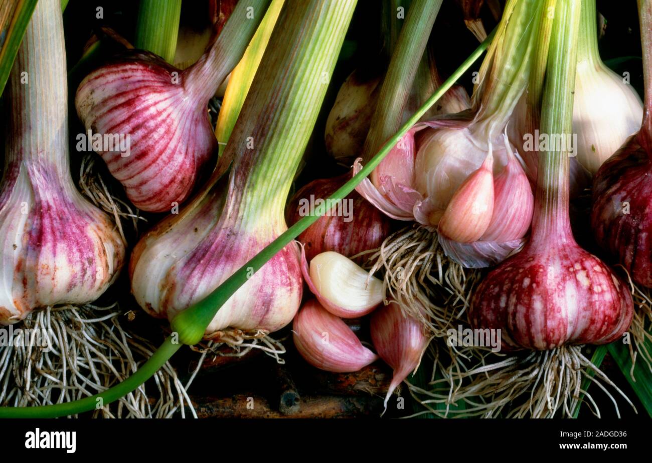 Garlic. Bulbs of garlic (Allium sativum Stock Photo - Alamy