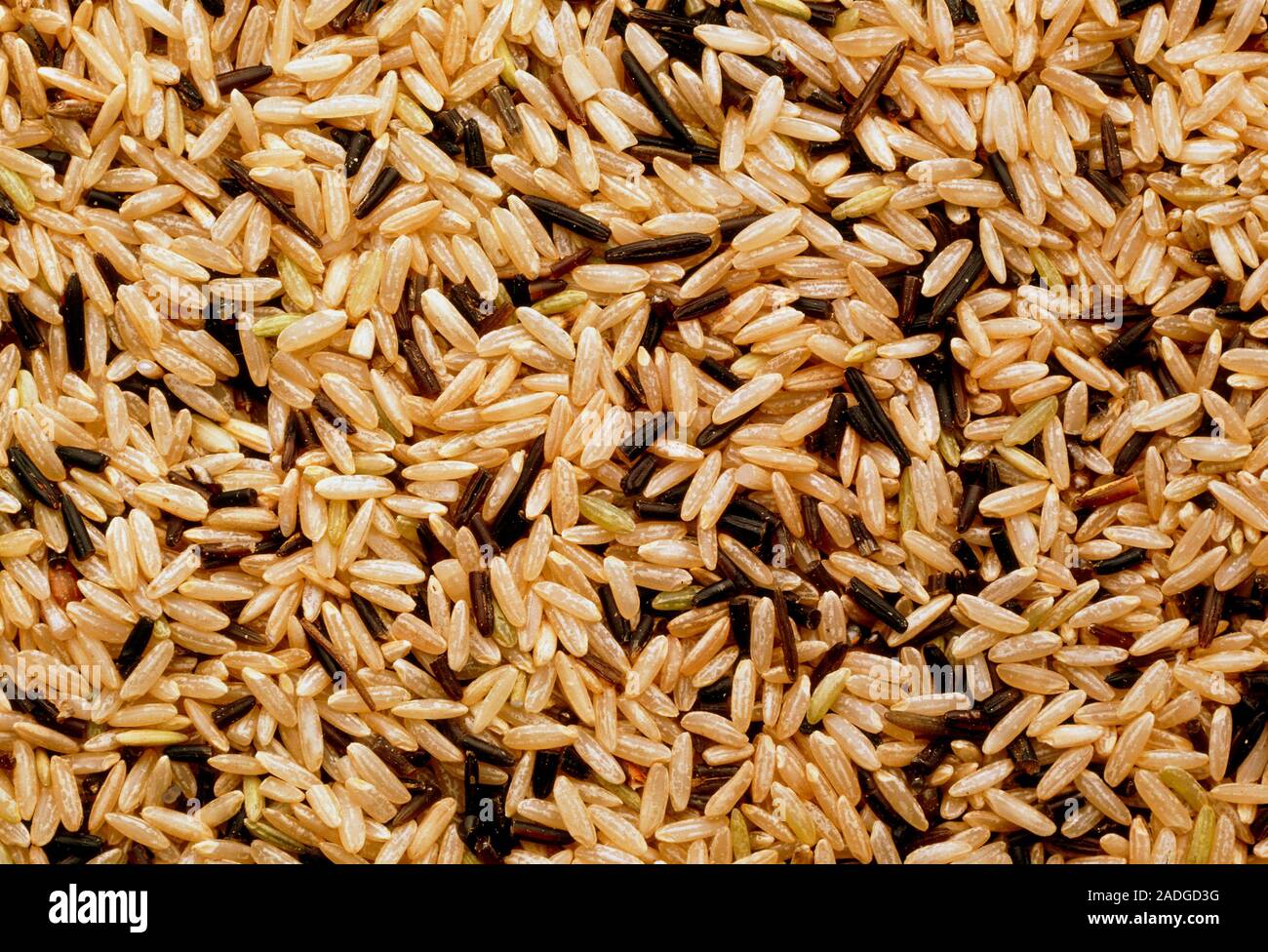 Rice grains. Rice (Oryza sativa) is the staple food of around half of ...