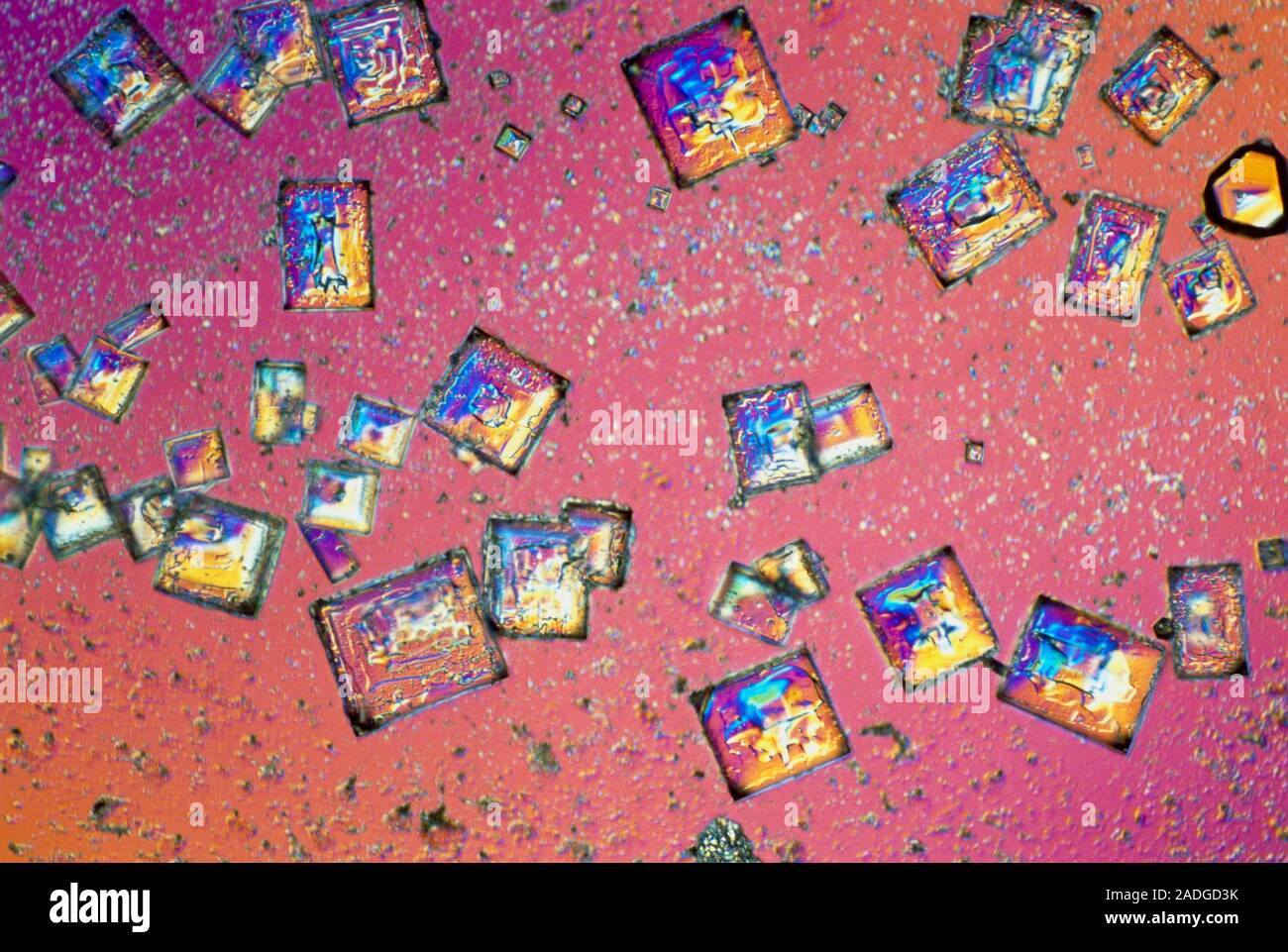 Salt crystals. Light micrograph of crystals of table salt (sodium ...