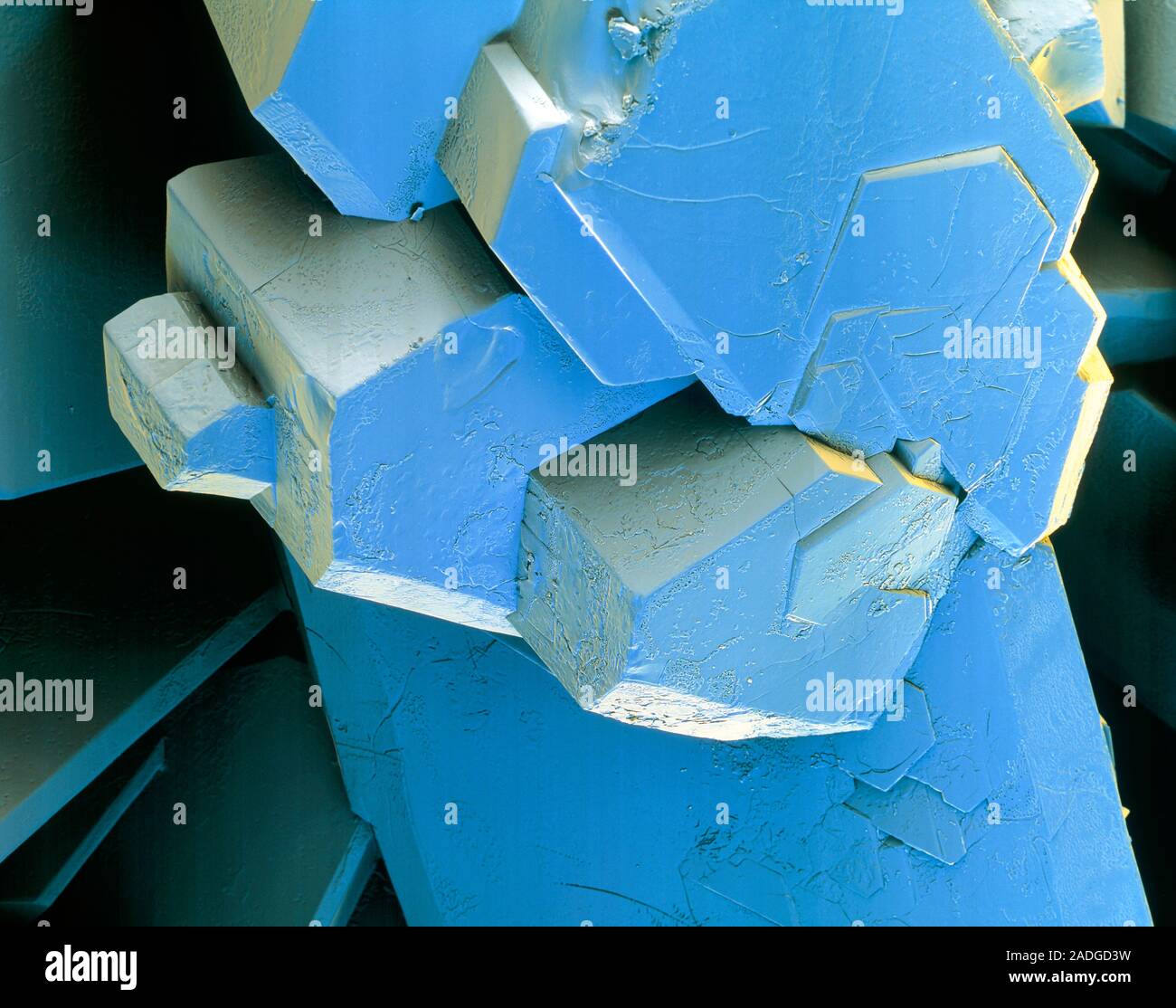 Sugar. Coloured scanning electron micrograph (SEM) of crystals of ...