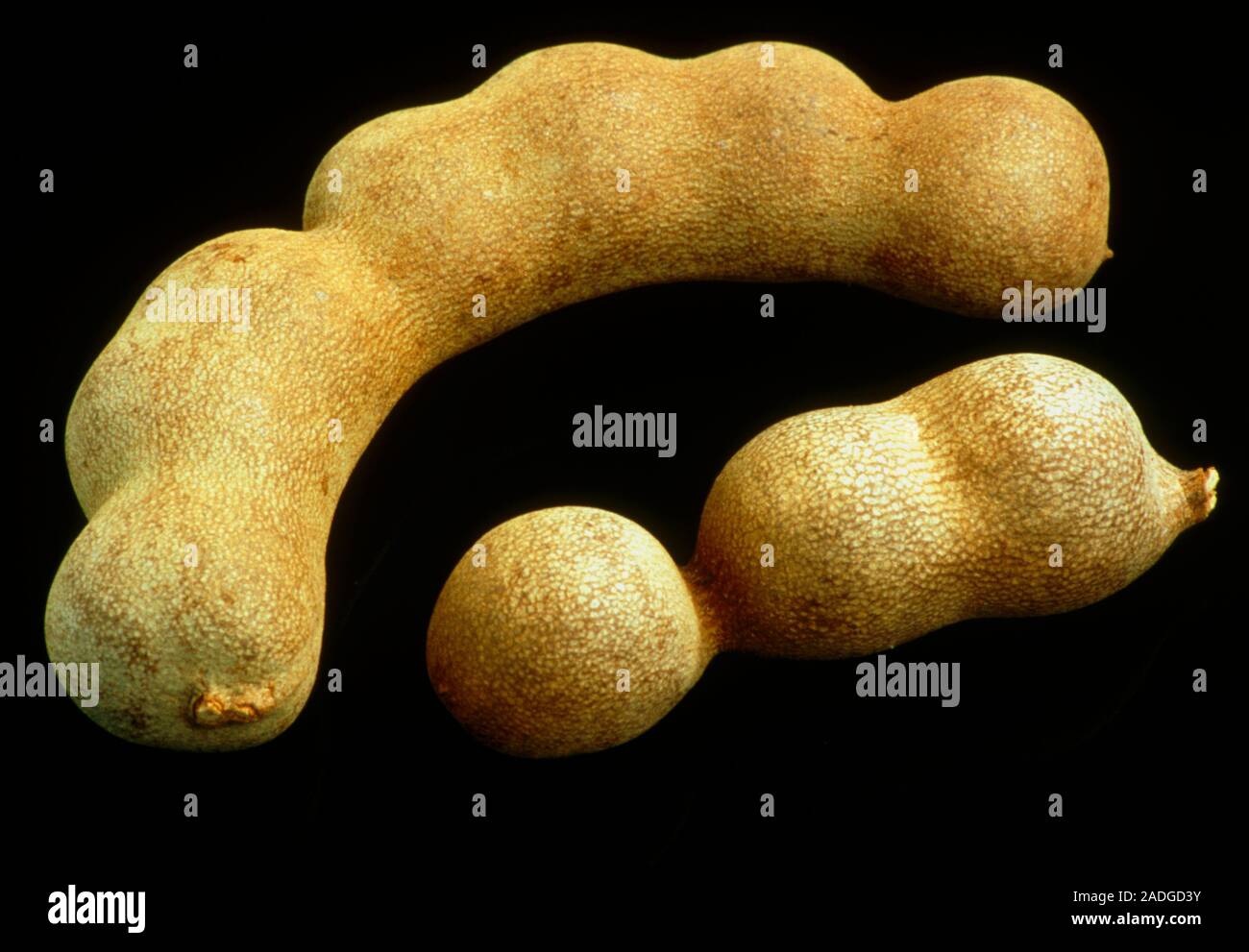 Tamarind fruits. Two fruits of the tamarind tree, Tamarindus indica ...