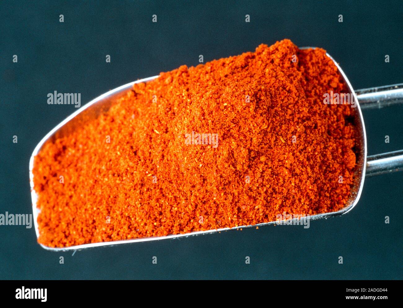 Dried chilli powder. Powder of guajillo or dried chillis, Capsicum ...