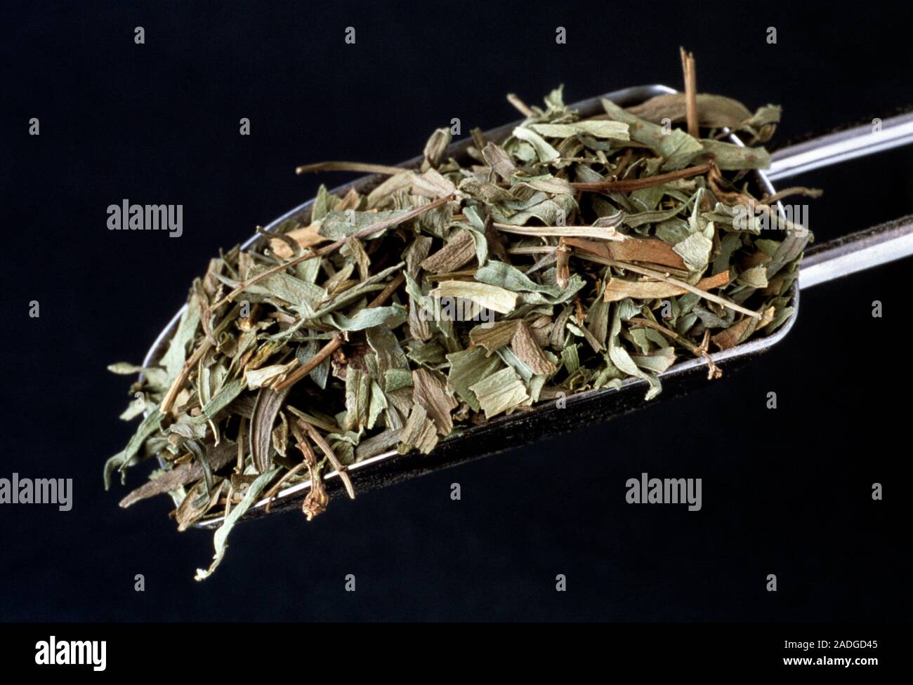 Tarragon. Cut and dried leaves of the tarragon plant, Artemisia ...