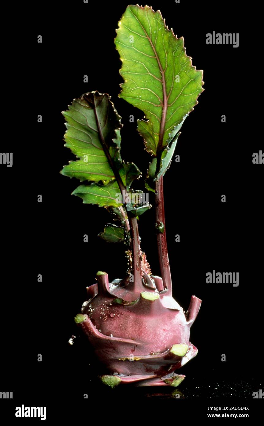 Kohlrabi. Bulb of the kohlrabi plant (Brassica oleracea caulorapa ...