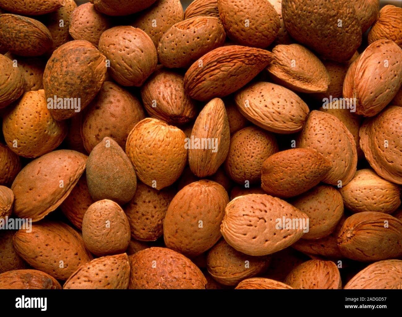 Almonds. These nuts are the kernels of the fruit of the almond tree ...