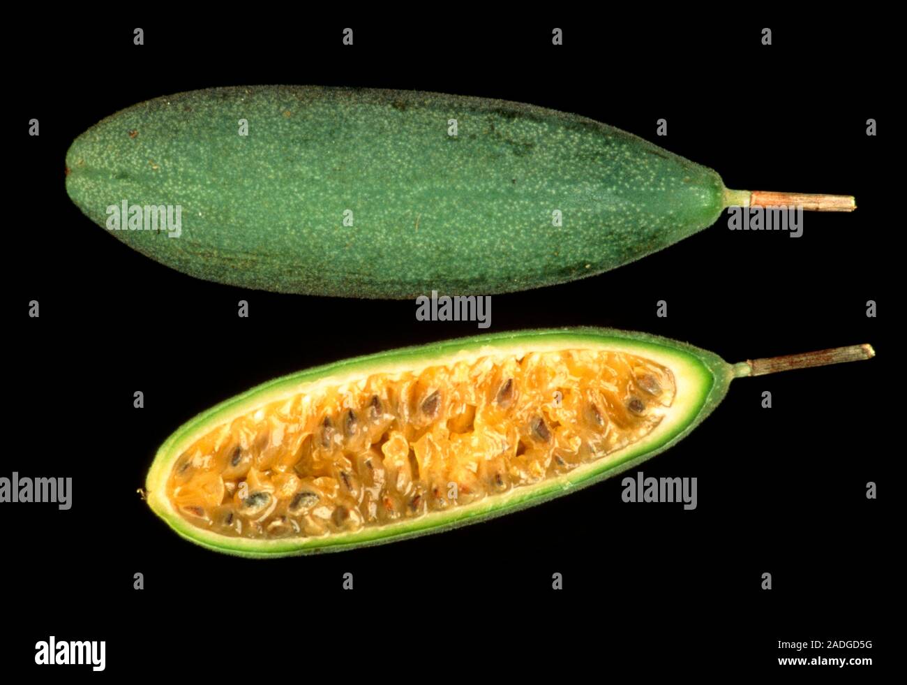Banana passion fruit (Passiflora mollissima), one sliced to reveal the ...