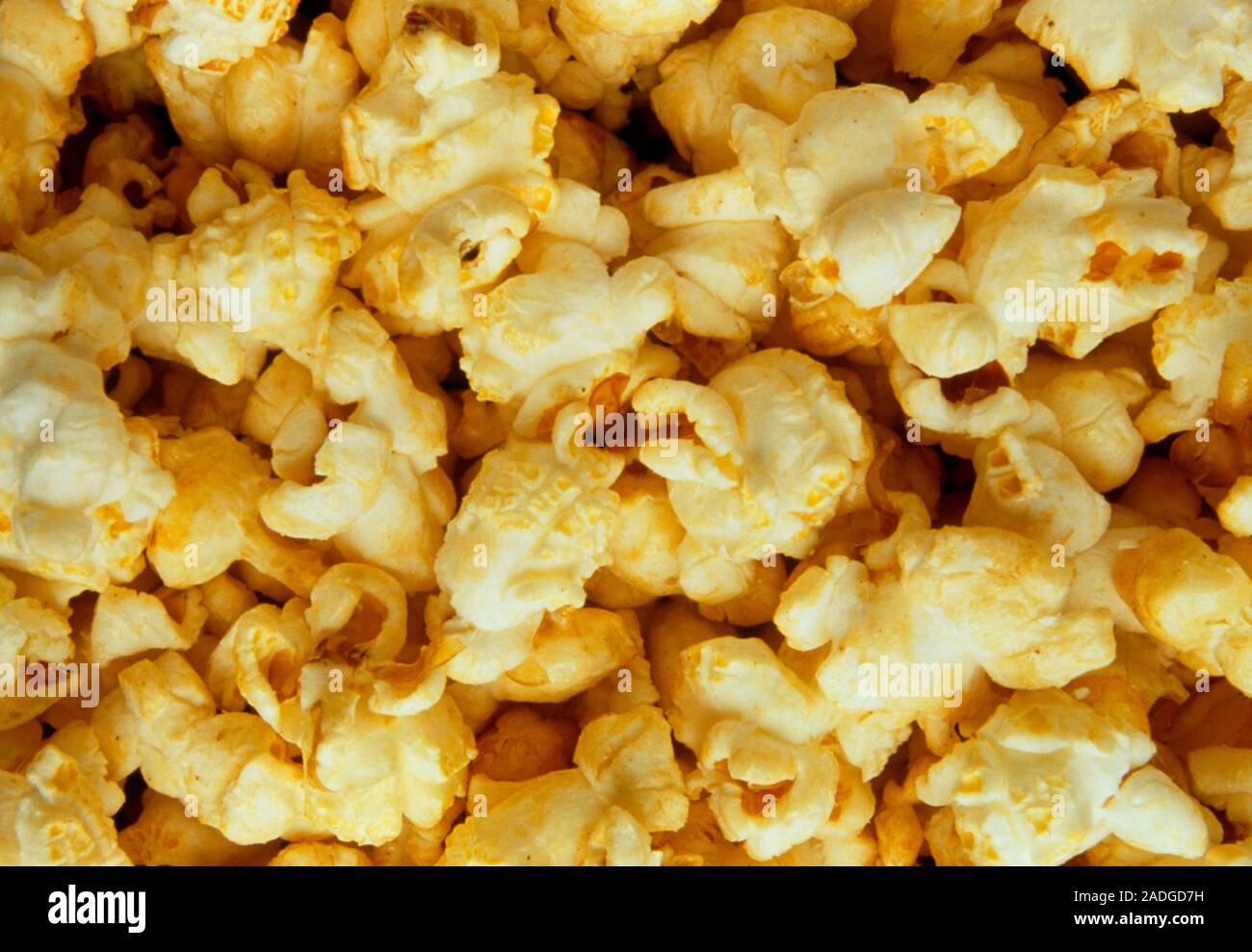 Popcorn, the exploded kernels of the maize plant (Zea mays Stock Photo ...
