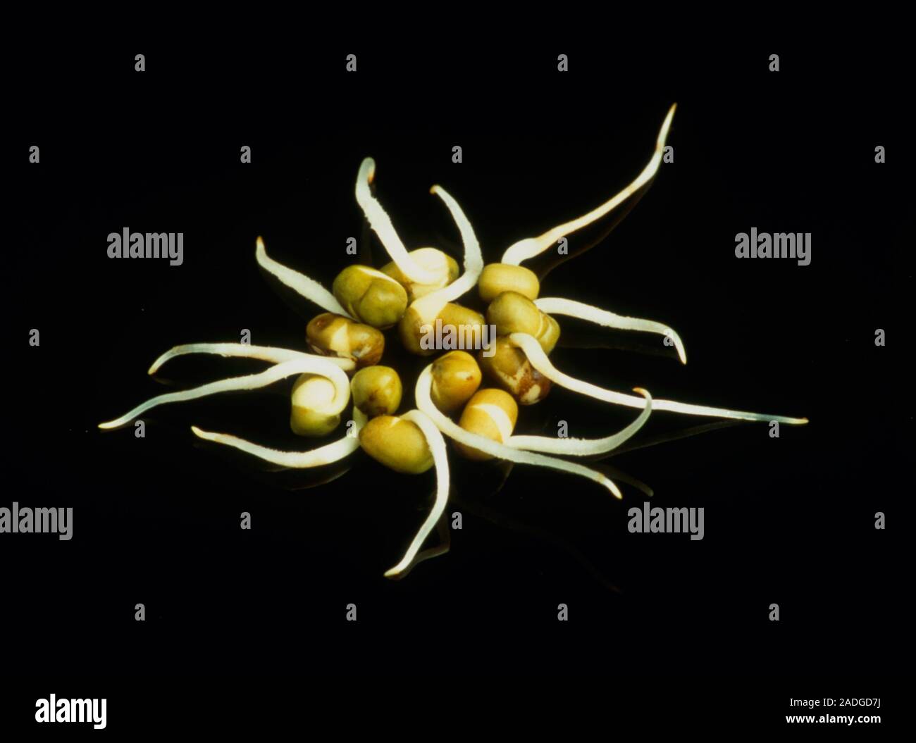 Mung beans. Sprouting mung beans, the edible seeds of the mung bean ...