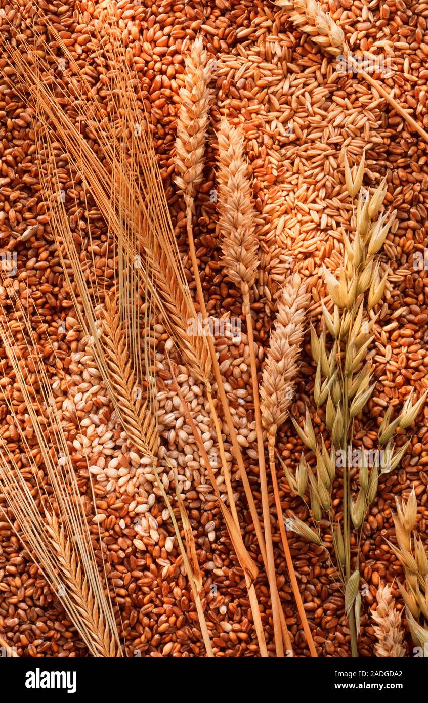 Mixed grains with, from left, ears of the cereals barley, wheat and ...