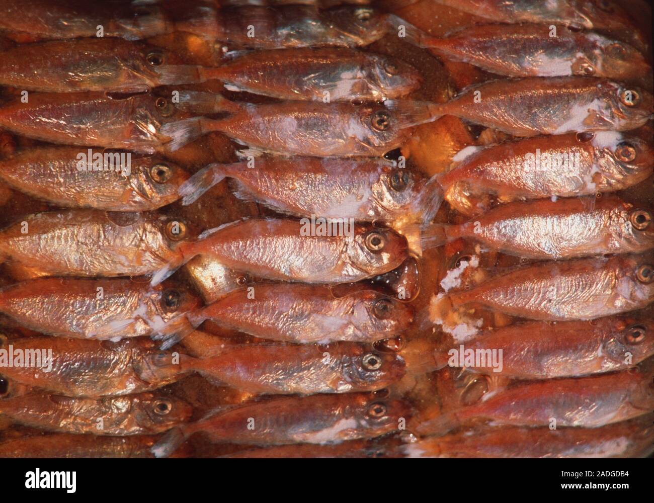 Rabbitfish (Siganus sp. ) young (or fry) salted to preserve them for ...