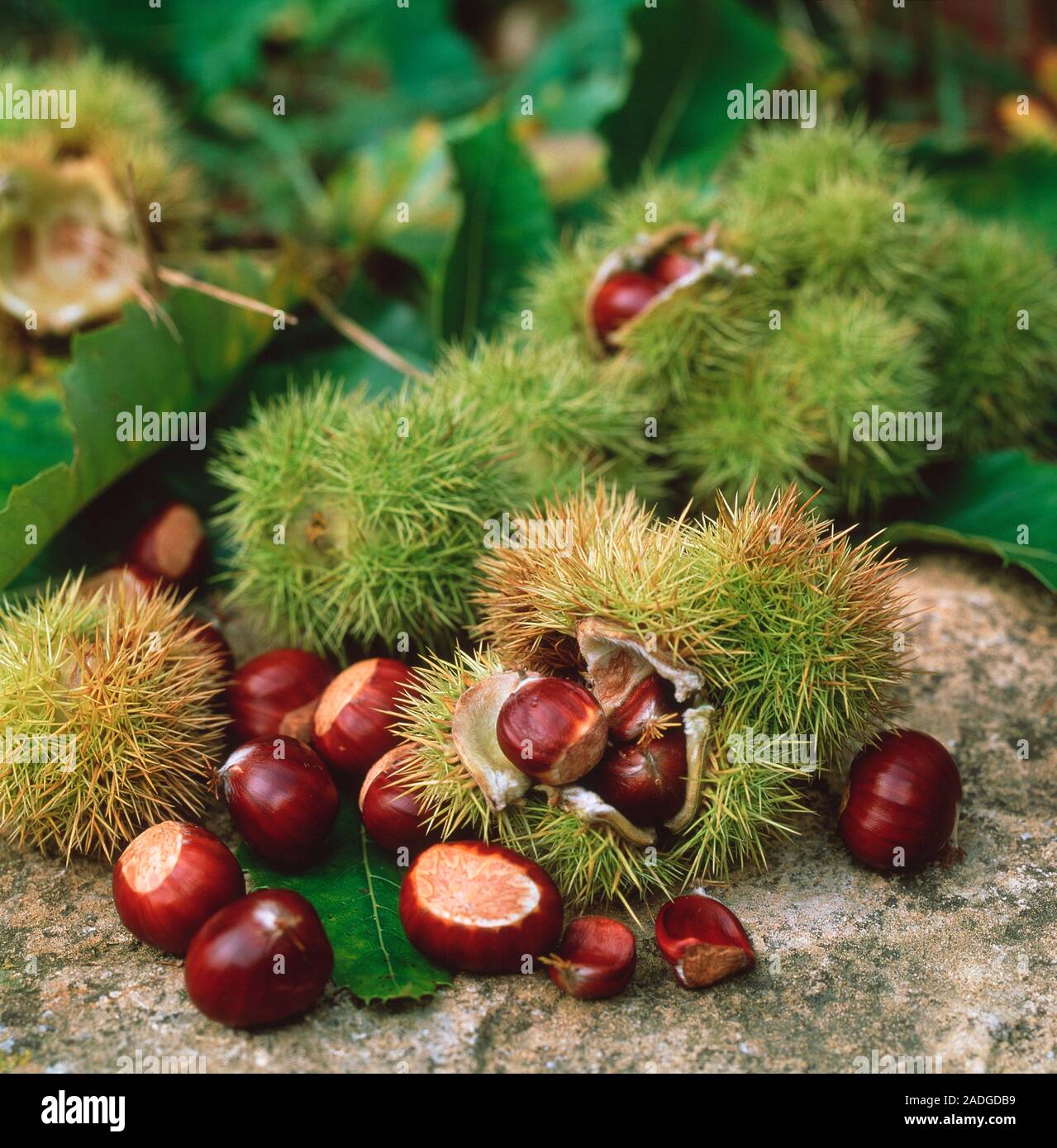 Chestnuts, the edible part of the fruit of the sweet chestnut tree ...
