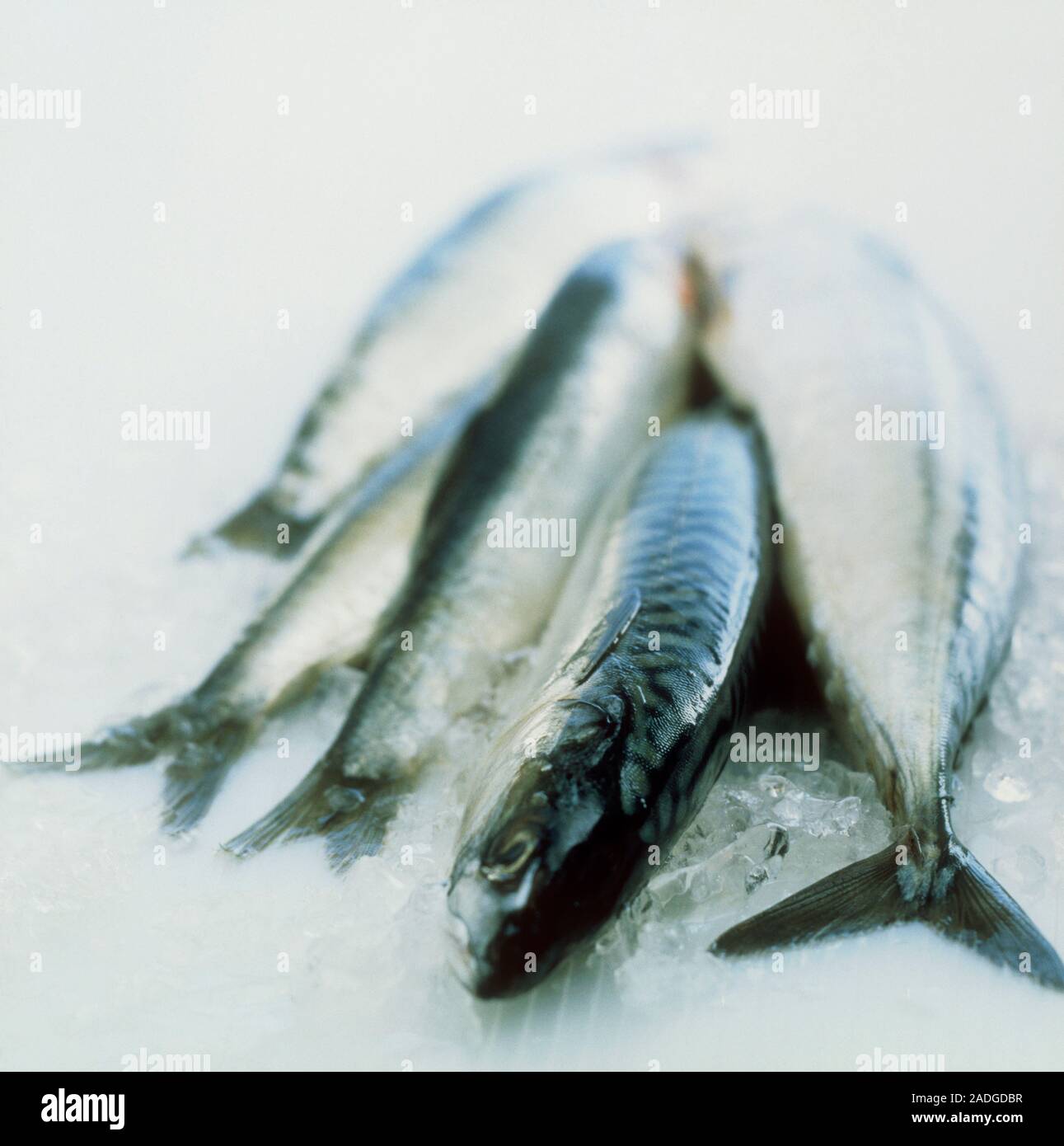 Mackerel. Fresh fish is an excellent source of protein, vitamins ...