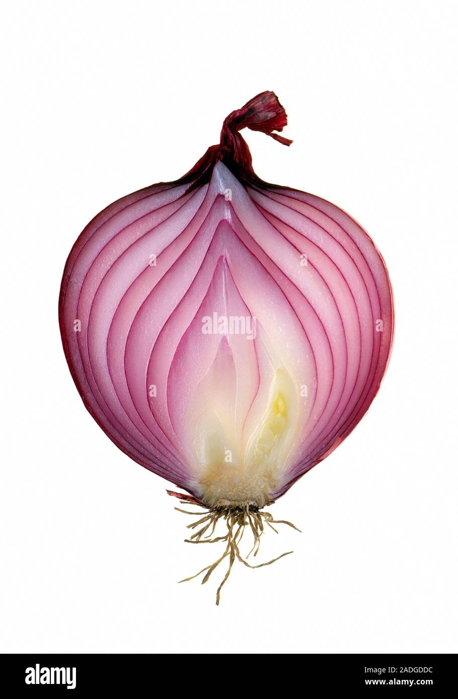 Red onion (Allium cepa). It has been halved to show its concentric ...