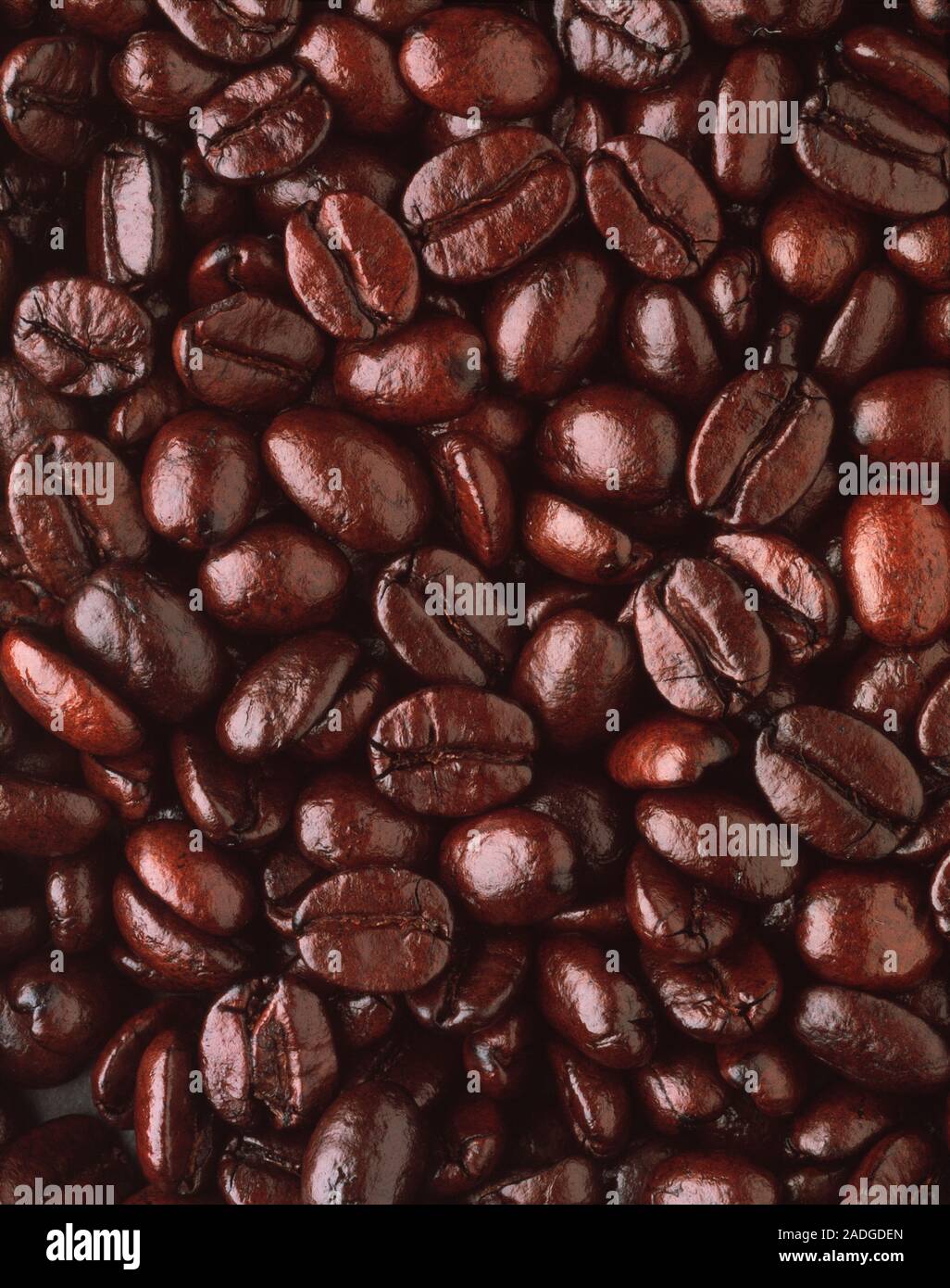 Coffee beans. These roasted seeds of the coffee plant (Coffea sp ...