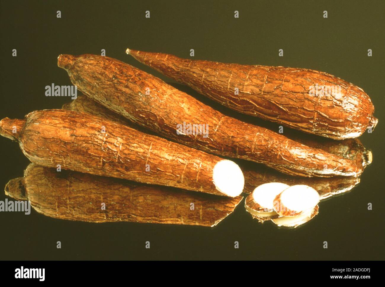 Cassava roots. Edible roots of the cassava plant (Manihot esculenta ...