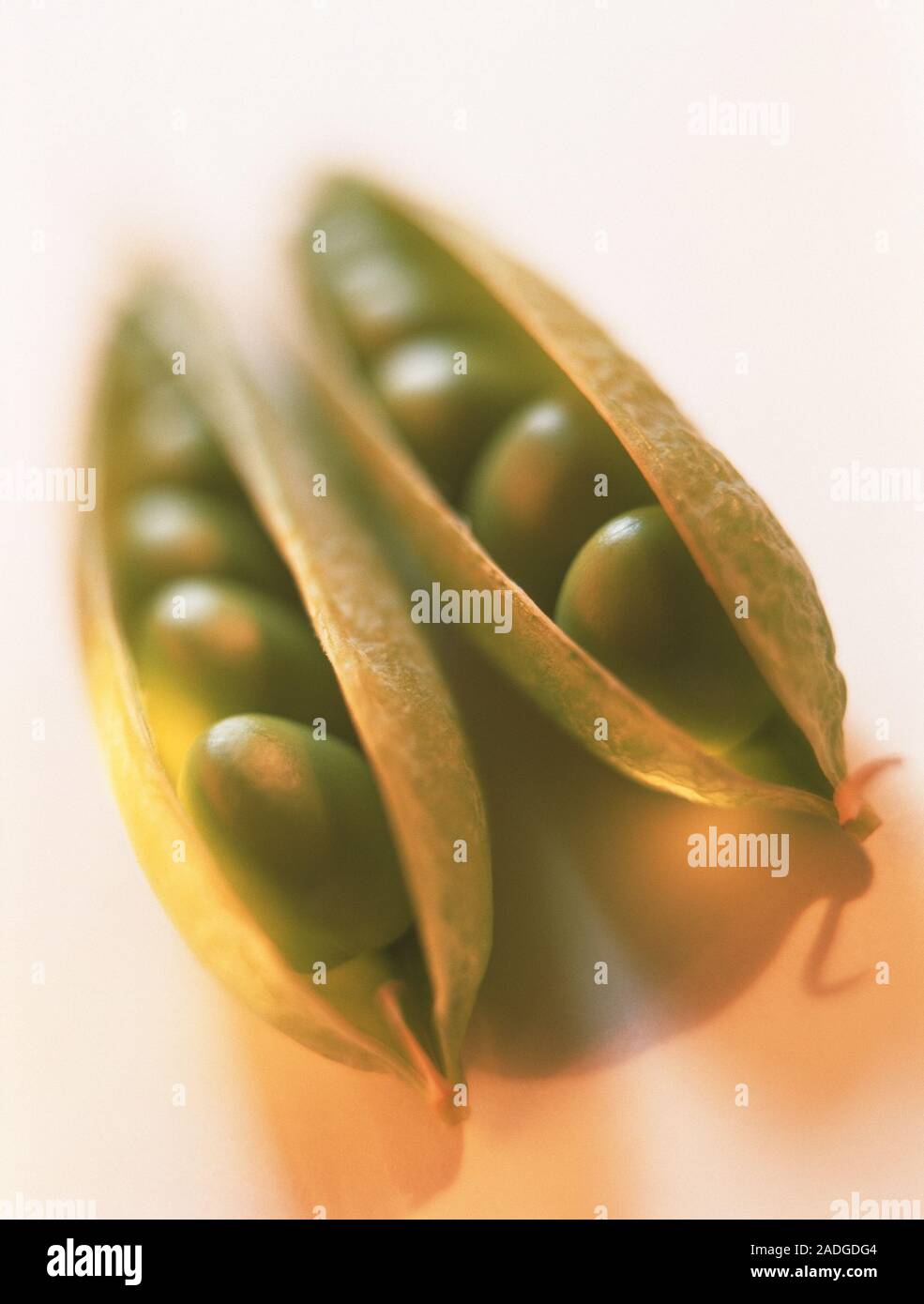 Pea pods. Opened pods of a pea plant (Pisum sativum) showing its ...