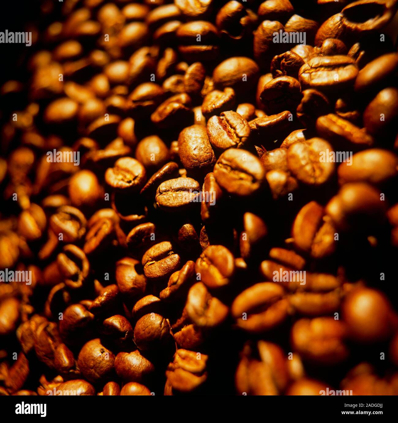 Coffee beans. These roasted seeds of the coffee plant (Coffea sp ...