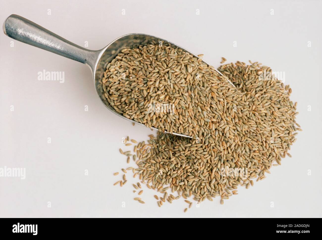 Sesame seeds (Sesamum indicum) on a metal scoop. These are chiefly used ...