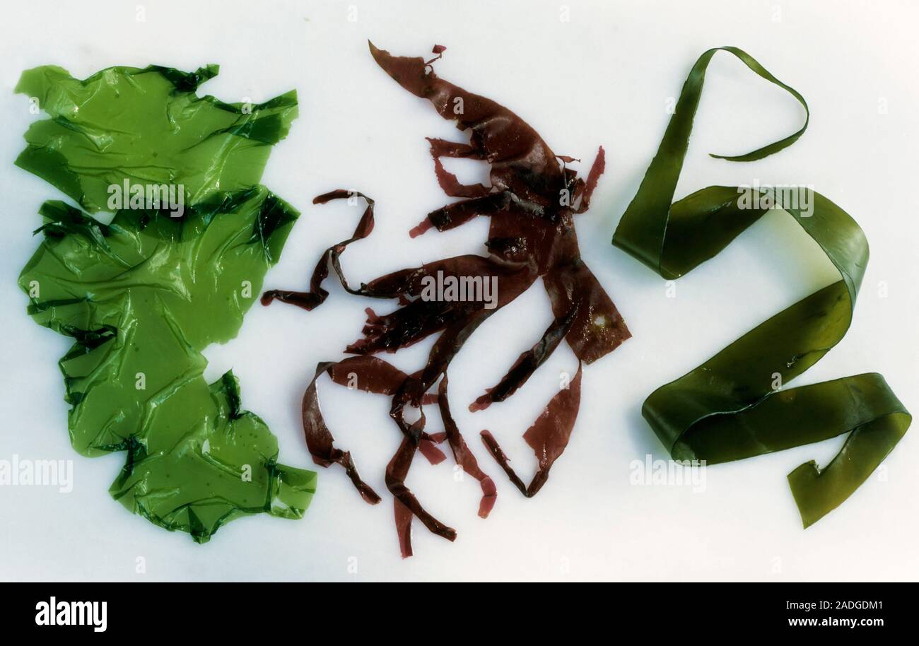 Edible seaweeds. Three species of edible seaweed. From left: green ...