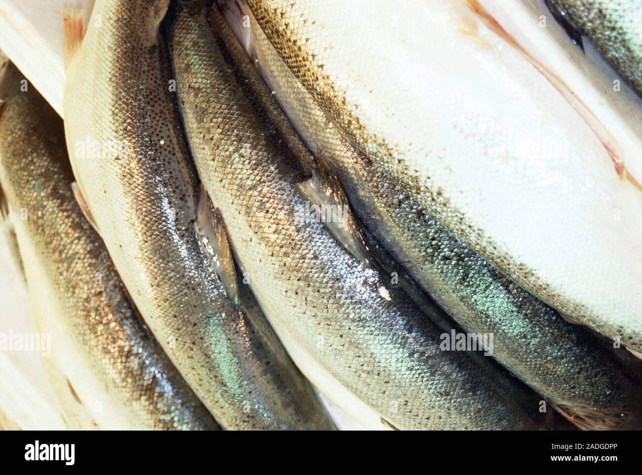 Freshly-caught salmon (Salmo salar). Fresh fish is an excellent source ...