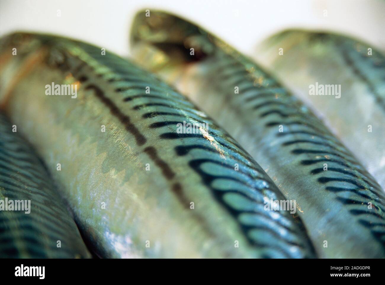 Freshly-caught mackerel (Scomber scombrus). Fresh fish is an excellent ...