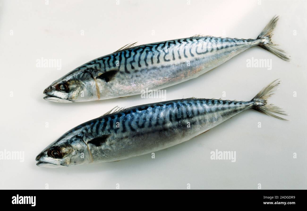 Mackerel (Scomber scombrus). Fresh fish is an excellent source of ...