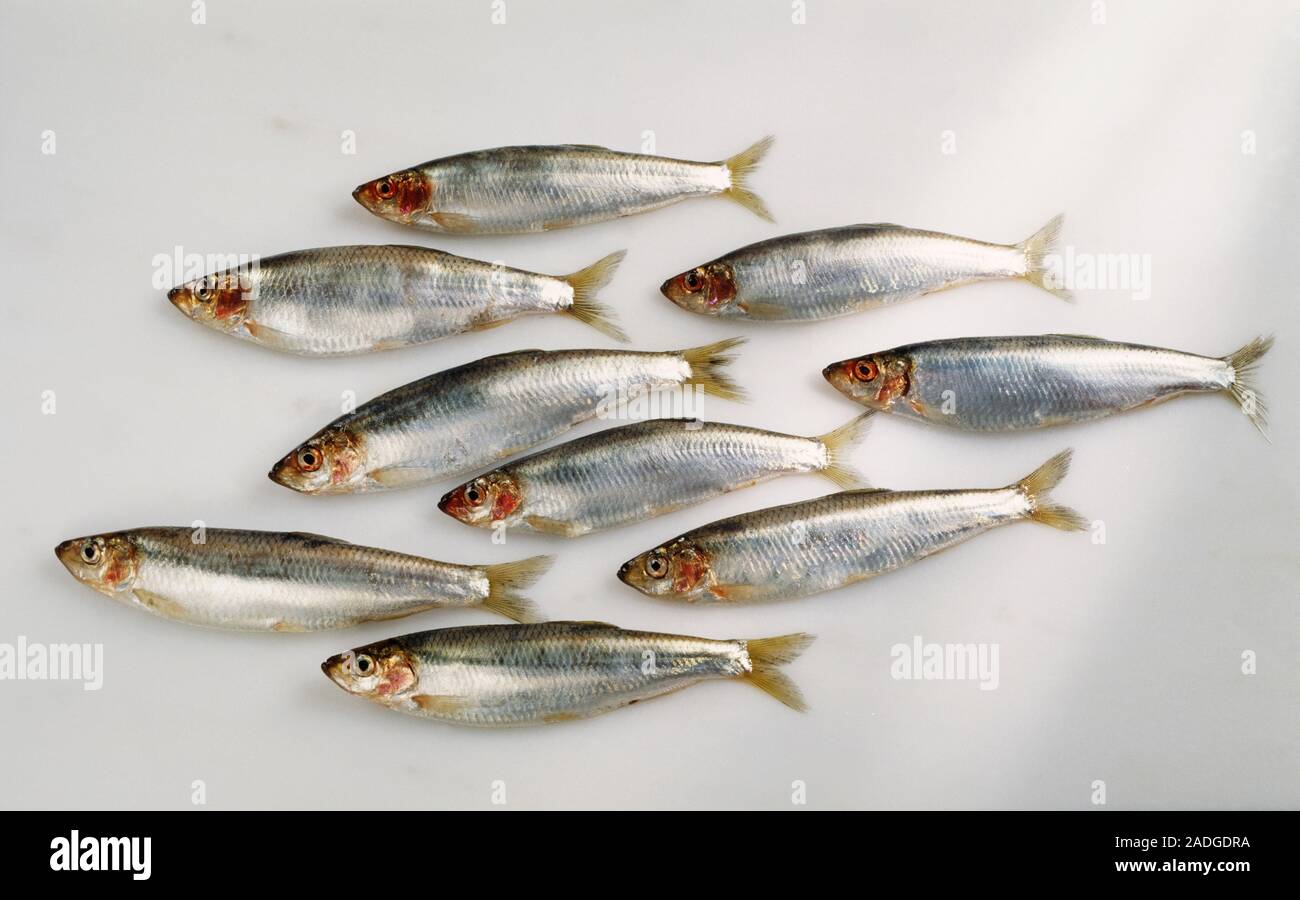 Sprats (Sprattus sprattus). Fresh fish is an excellent source of ...