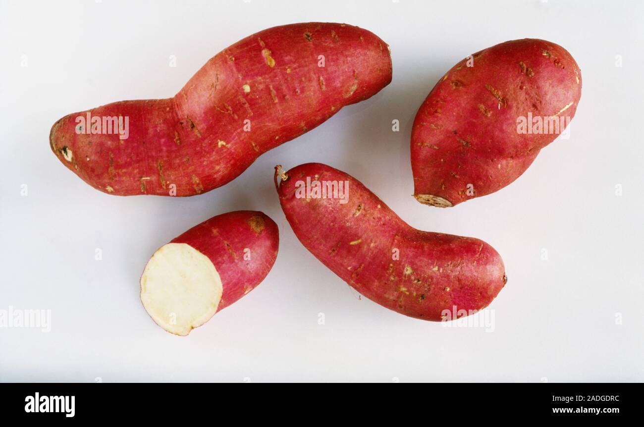 Sweet potatoes (Ipomoea batatas). These tropical root vegetables ...