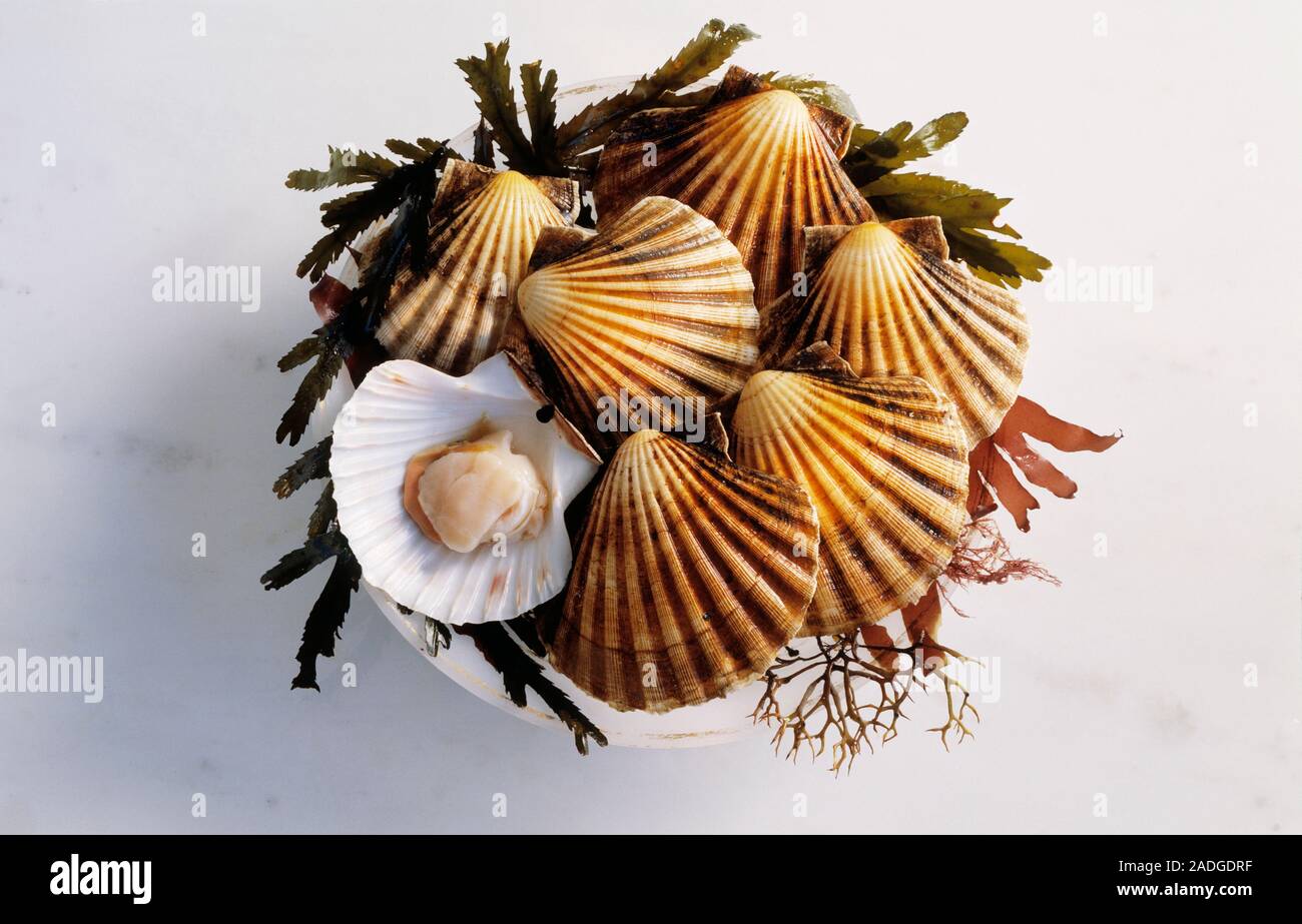 Scallops (family Pectinidae). These molluscs are a highly prized ...
