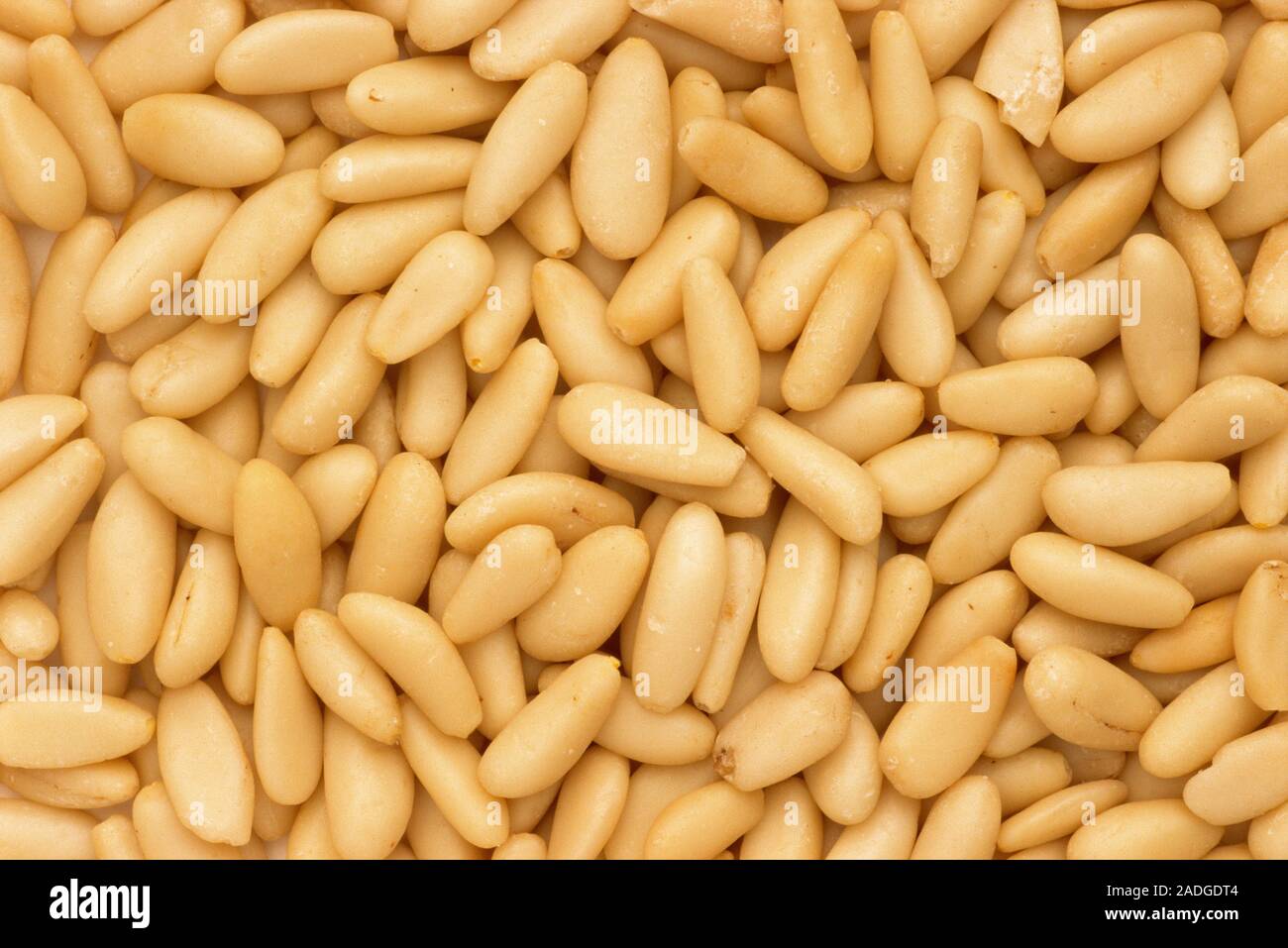 Pine nut kernels. These nuts are the edible seeds taken from a pine ...