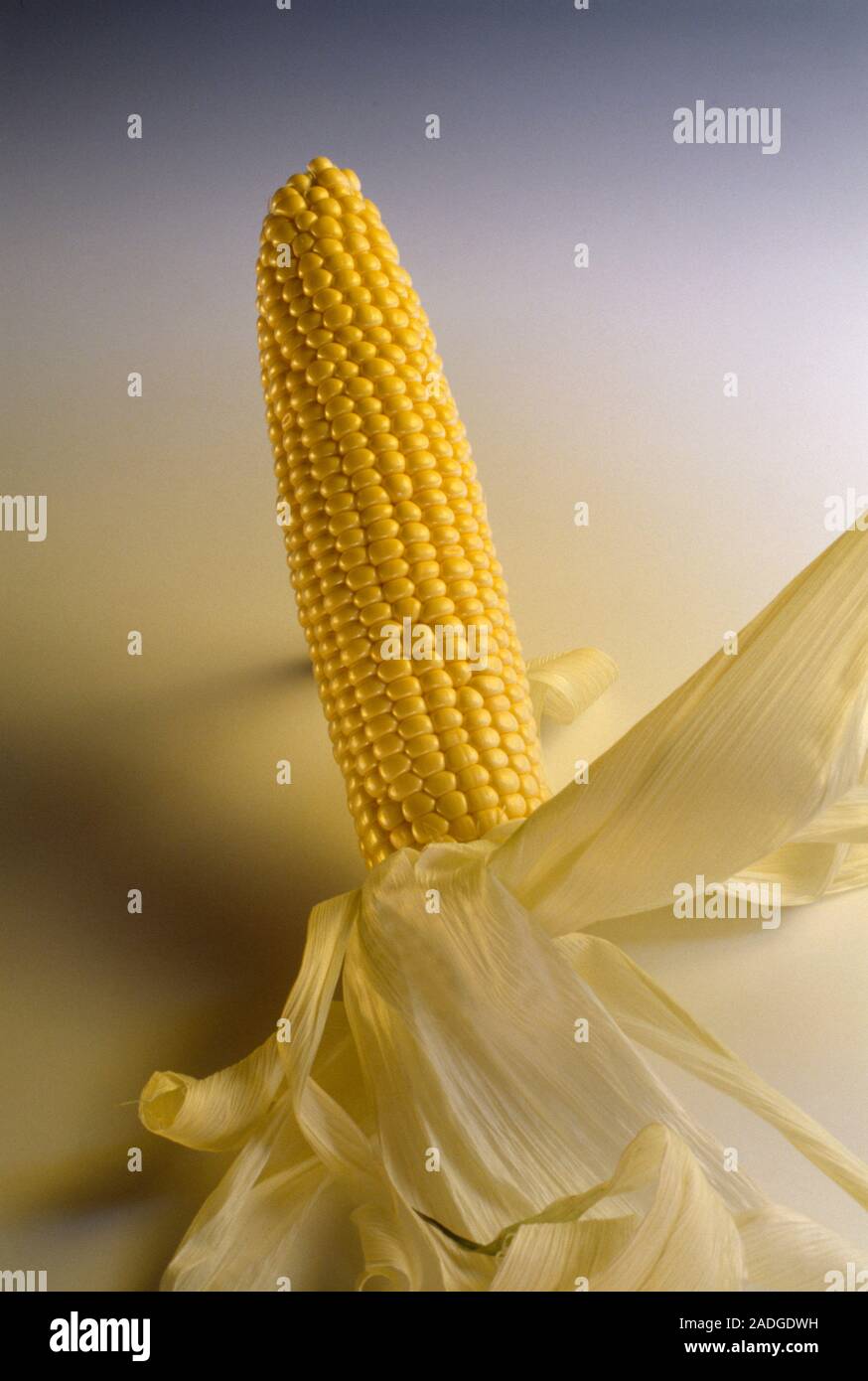 Maize (Zea mays) cob (fruiting body) unwrapped from its husk (lower ...
