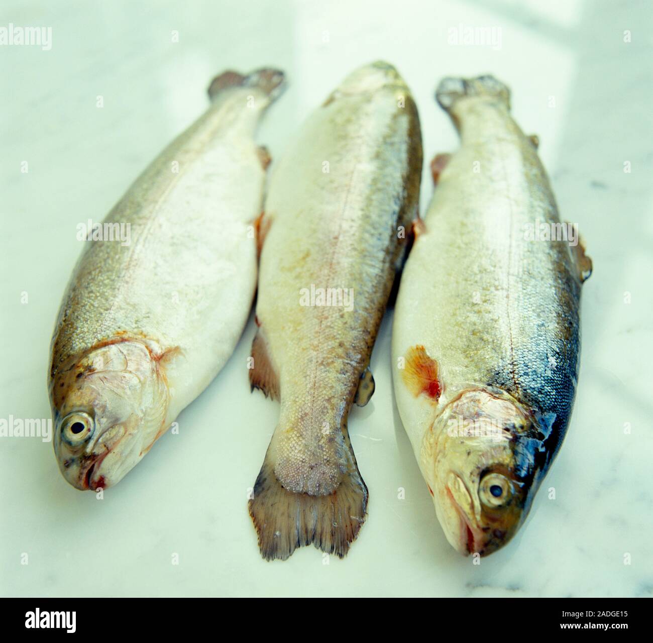 Trout (family Salmonidae), whole and uncooked. These are predatory ...