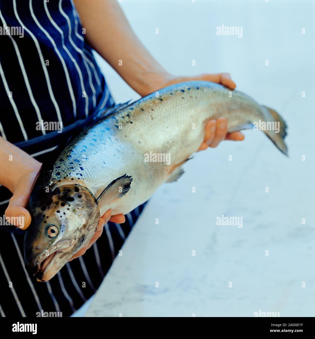 Salmon. Hands of a fishmonger holding a salmon. Fresh fish is an ...