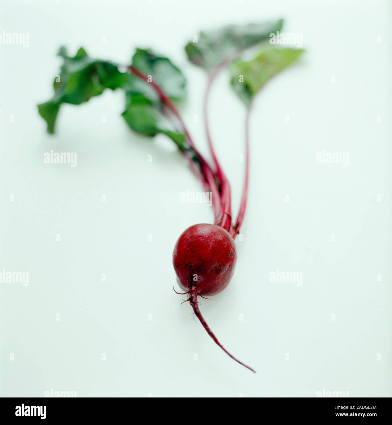 Beetroot (Beta vulgaris). This root vegetable is a good source of ...