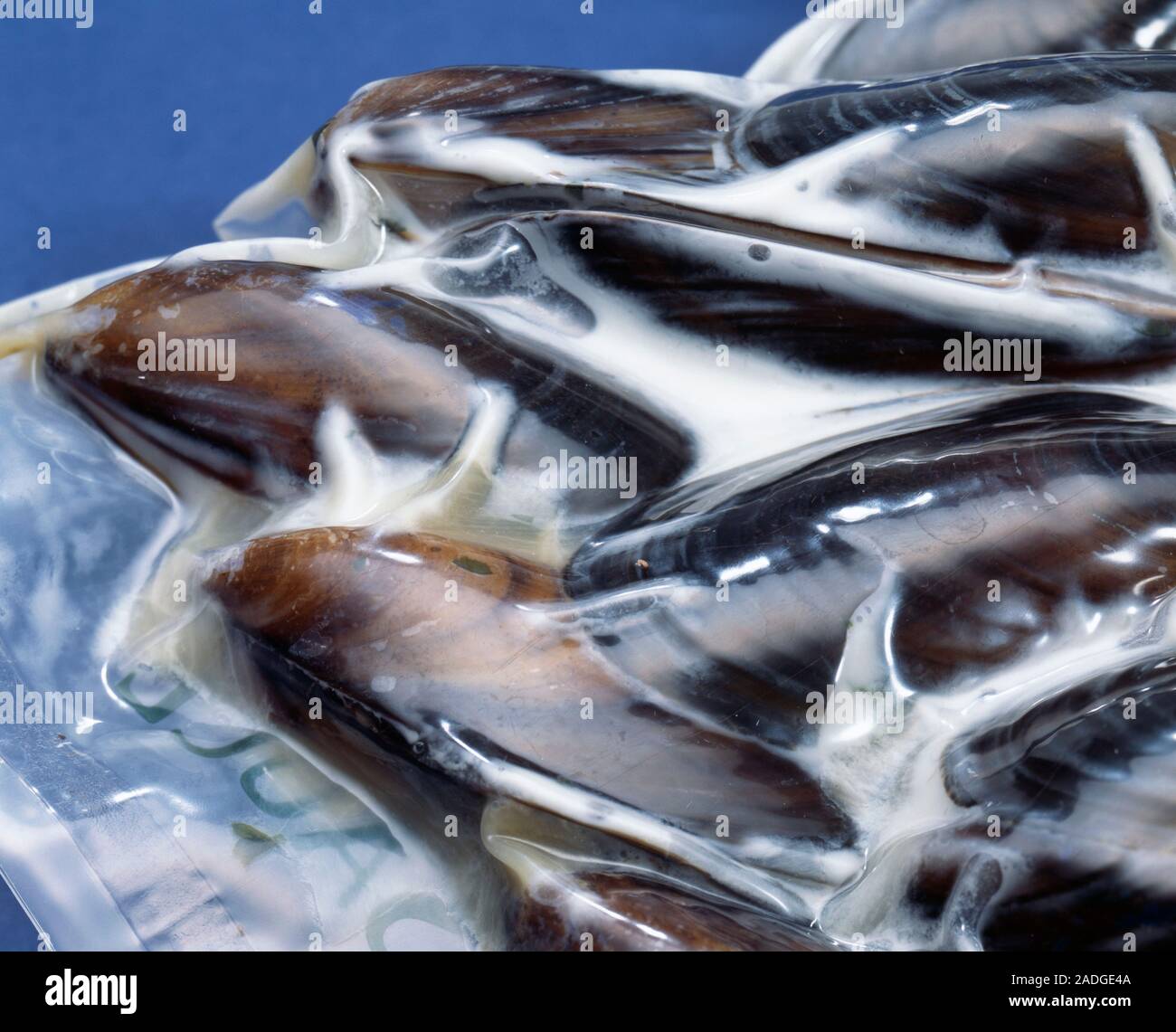 Mussels in a vacuum pack. Mussels are bivalve (two-shelled) molluscs ...