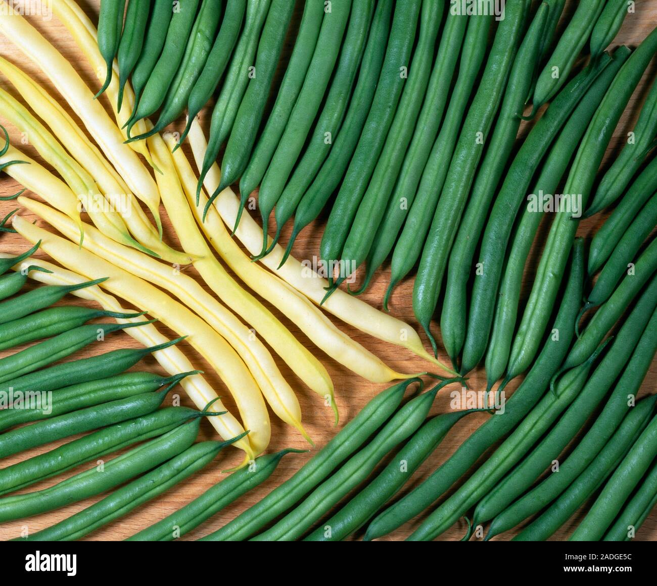 Yellow and green beans (Phaseolus vulgaris). These varieties of bean ...