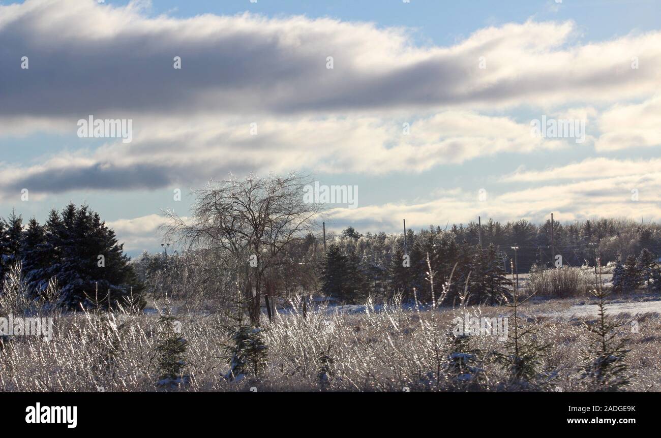 Ice Covered Trees And Grasses After An Early Winter Storm In Michigan ...